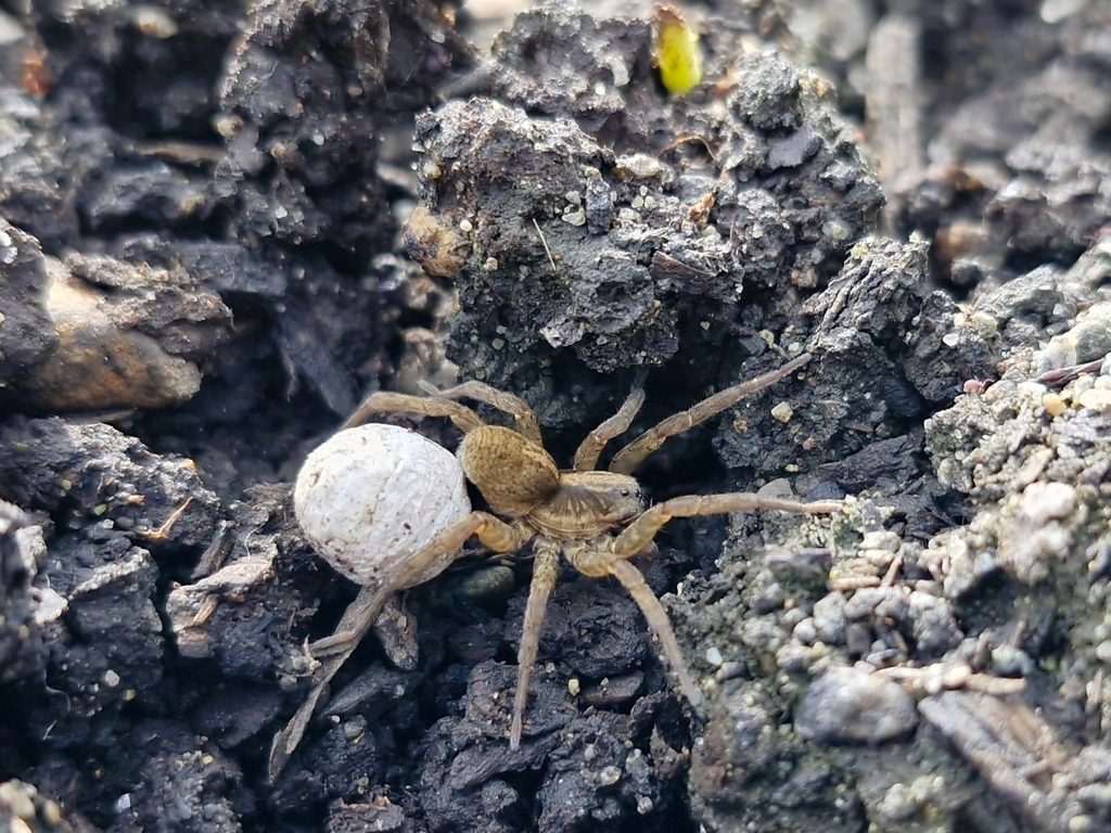Rustic Wolf Spider from Southeast Redmond, Redmond, WA 98052, USA on ...