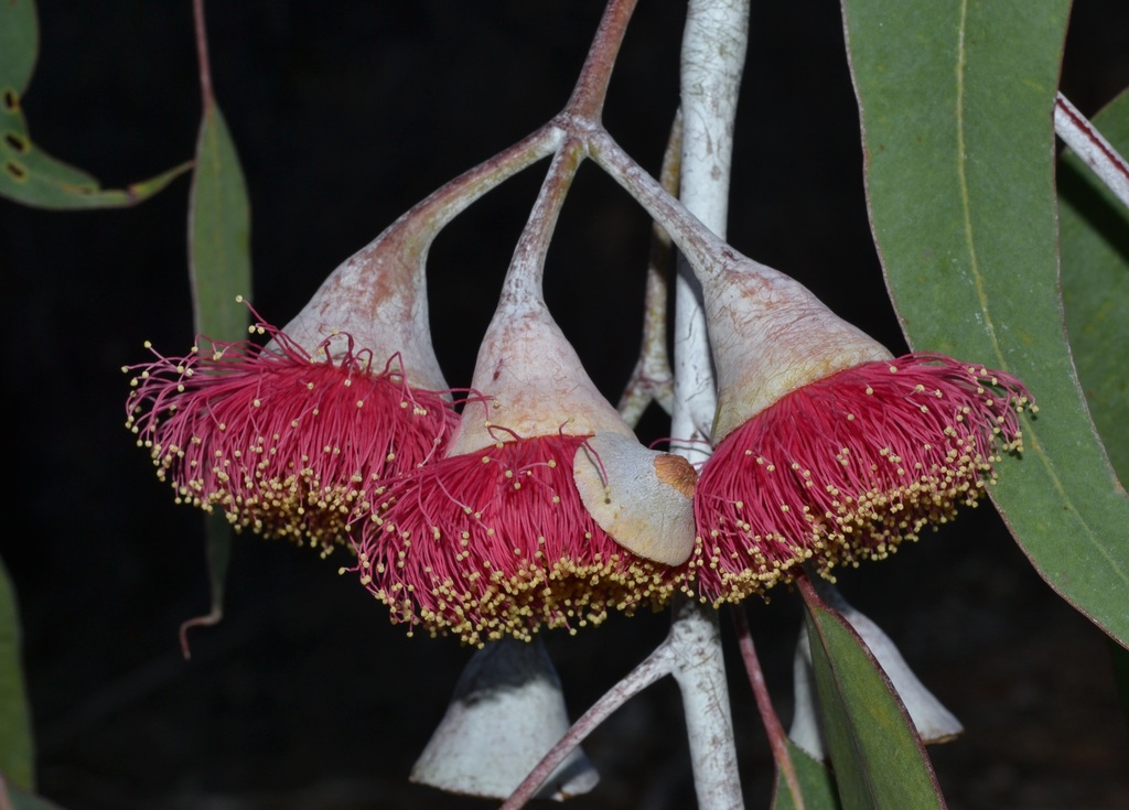 Silver Princess in May 2025 by Stephen Buckle · iNaturalist