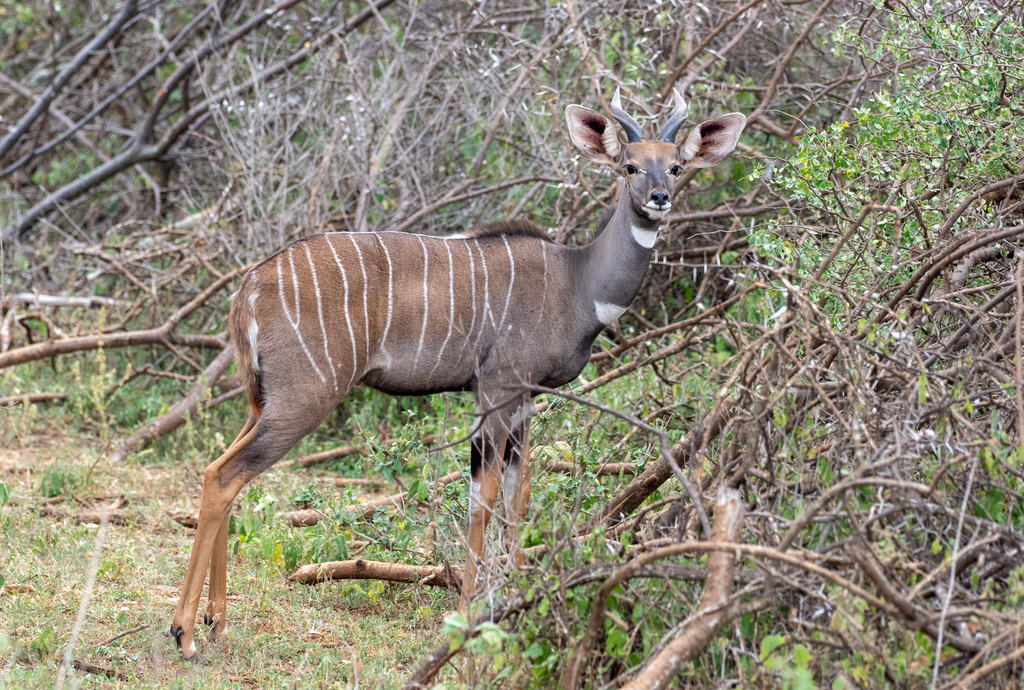 Lesser Kudu (Tragelaphus imberbis) - Know Your Mammals