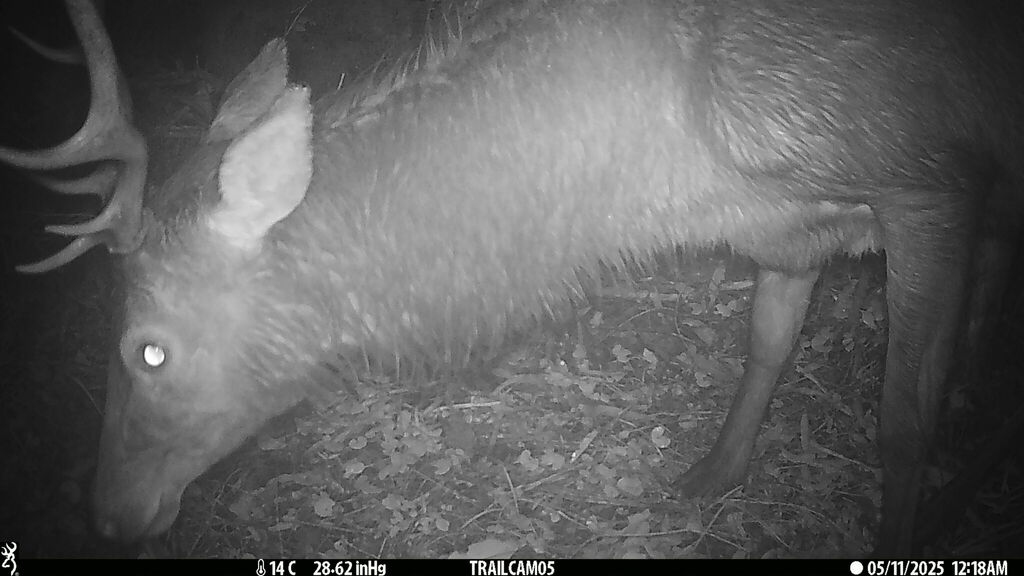 Red Deer from Bellthorpe QLD 4514, Australia on May 11, 2025 at 12:18 ...