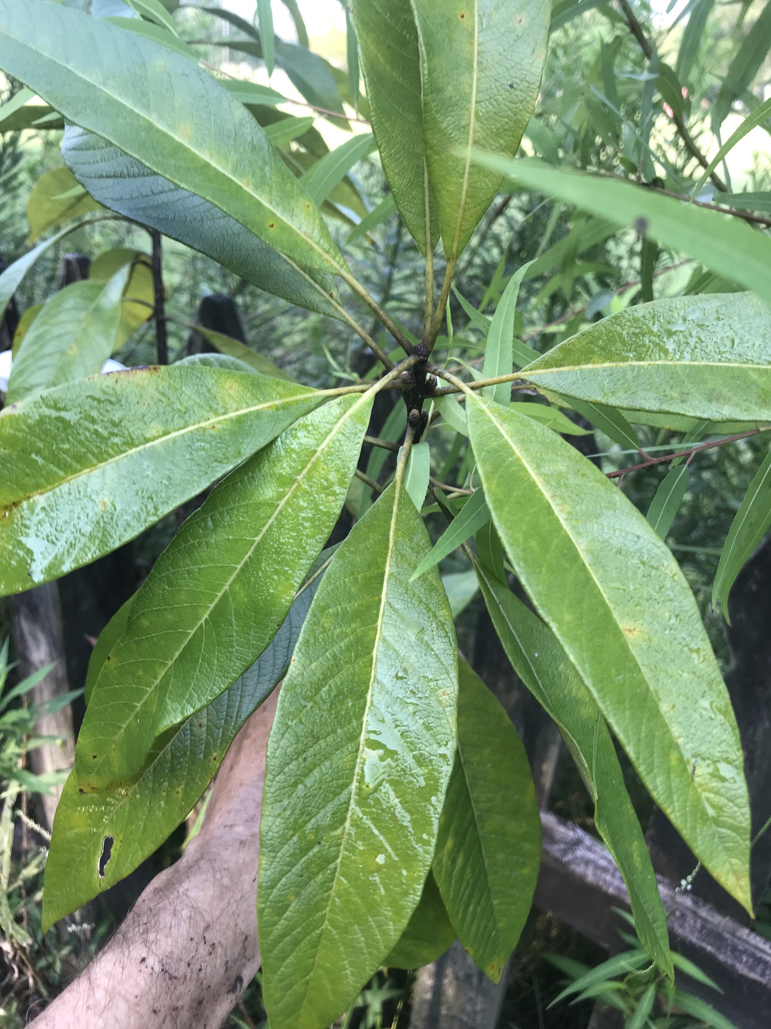 Leitneria floridana Chapm.