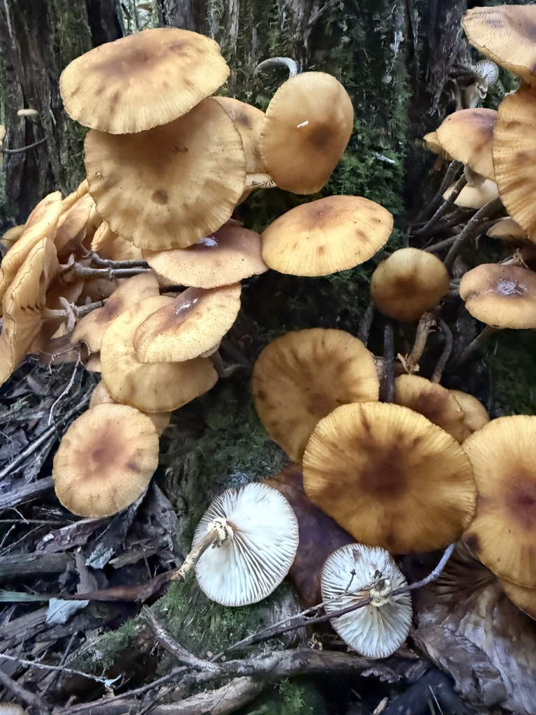 honey mushrooms from Tarago River Forest Reserve, Gentle Annie, VIC, AU on May 19, 2025 at 01:27 ...