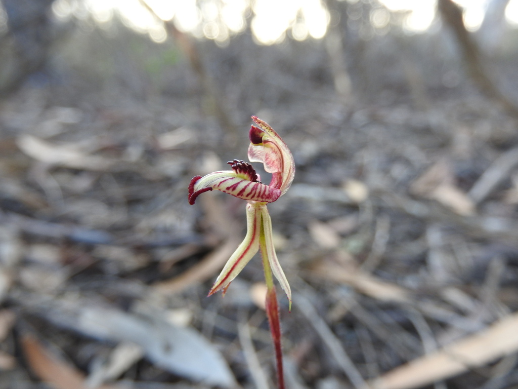 Dwarf zebra orchid from Lake Biddy WA 6355, Australia on August 19 ...