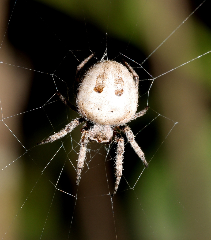 Black-spotted Araneus Hairy Field Spider from Dwarskersbos, Velddrif ...