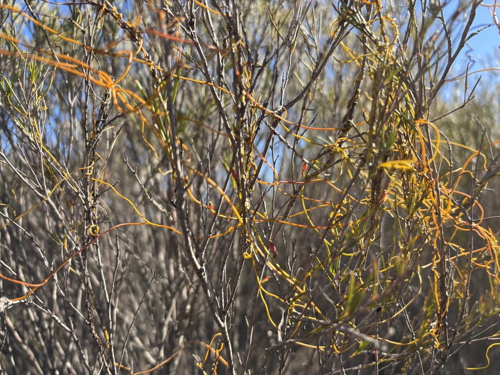 Slender Devil's Twine from Gum Lagoon SA 5267, Australia on May 19 ...