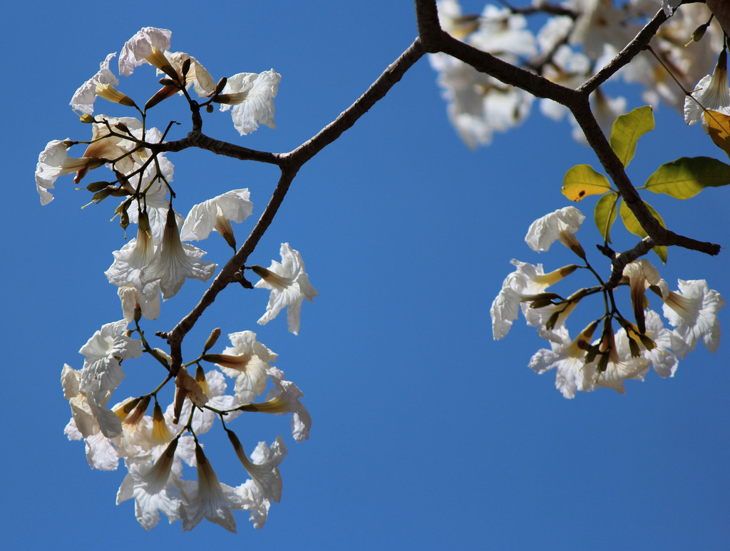 Pink poui (Tabebuia rosea) - Botanical Realm