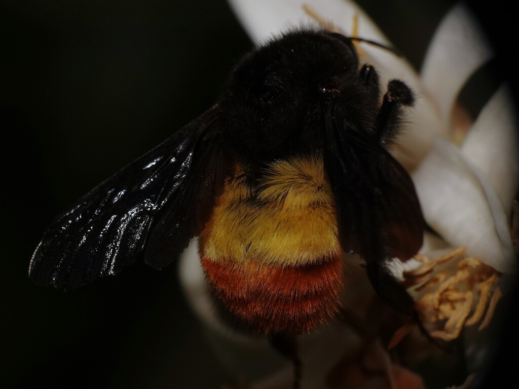 Bumble Bees from Dudhli, Himachal Pradesh 171003, India on May 04, 2025 at 11:16 AM by Dinesh ...