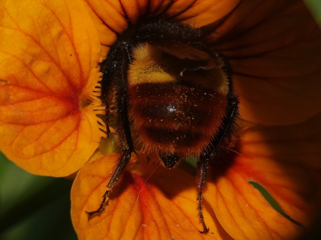 Bumble Bees from Dudhli, Himachal Pradesh 171003, India on May 5, 2025 at 09:01 AM by Dinesh ...