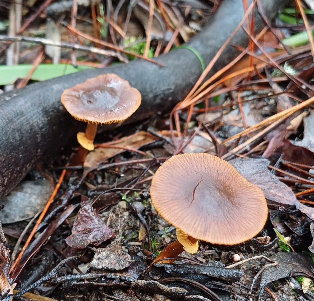 Descolea recedens from 77RC+WX Ngula Bulgarabang Regional Park ...