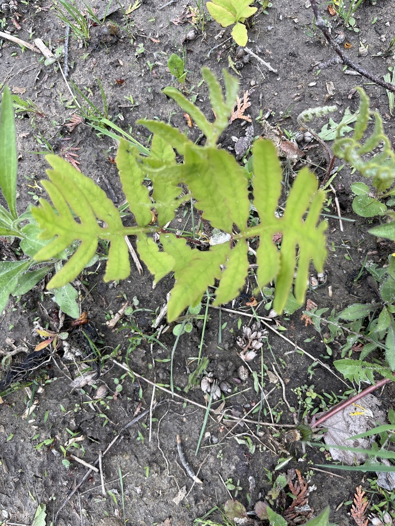 sensitive fern from Cramahe, ON, CA on May 18, 2025 at 02:41 PM by ecq ...