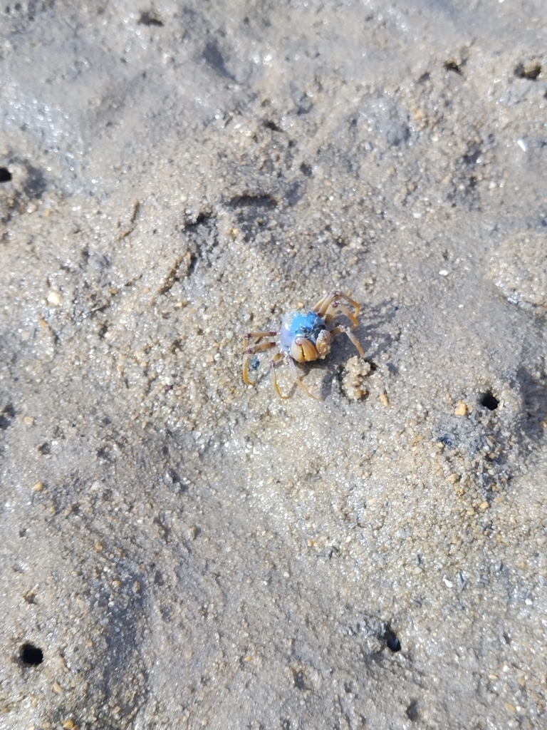 Light-blue Soldier Crab from Victoria Point QLD, Australia on May 19 ...