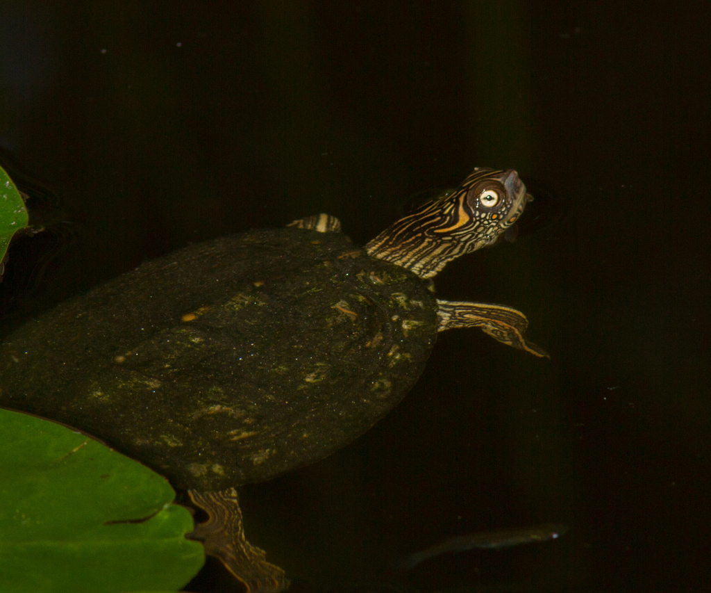 texas map turtle (Herps of Travis County) · iNaturalist