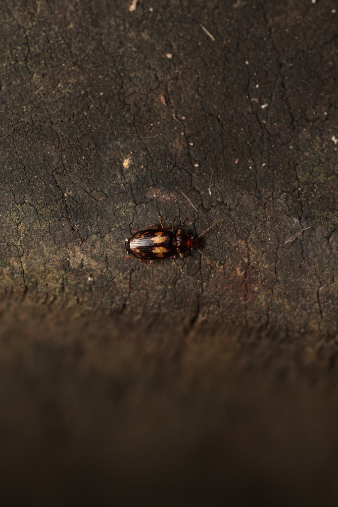 Pericalina from Tamborine Mountain QLD 4272, Australia on May 19, 2025 ...