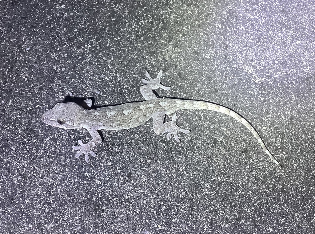 Hokou Gecko from Taiwan, Ruifang District, New Taipei City, TW on May ...