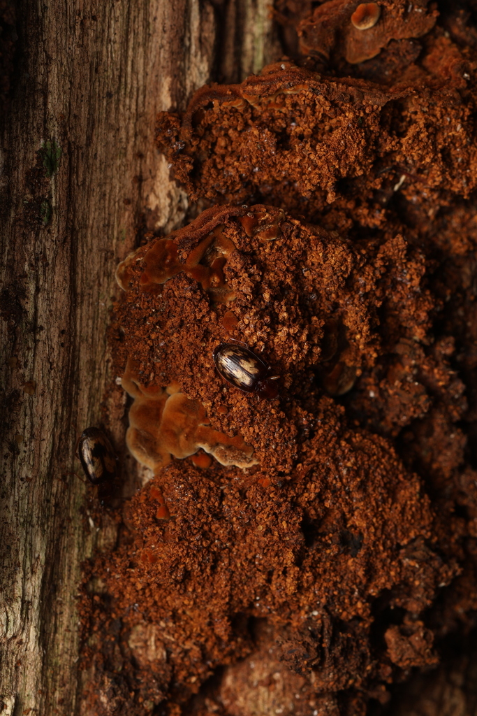 Pericalina from Tamborine Mountain QLD 4272, Australia on May 19, 2025 ...