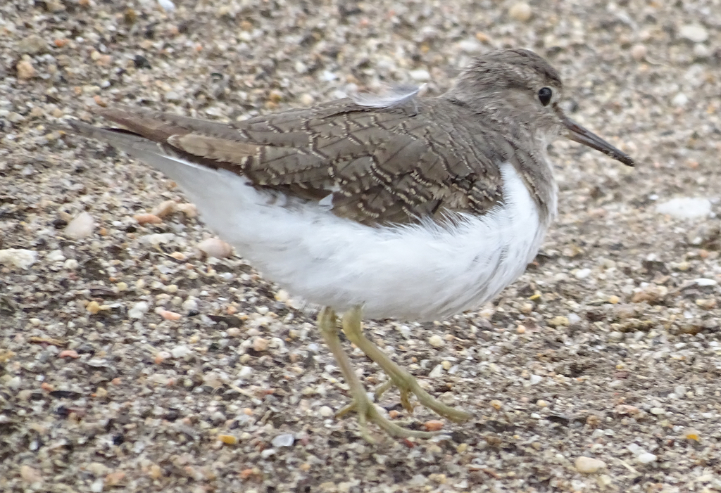 Common Sandpiper from Center, Swakopmund, Namibia on September 7, 2019 ...