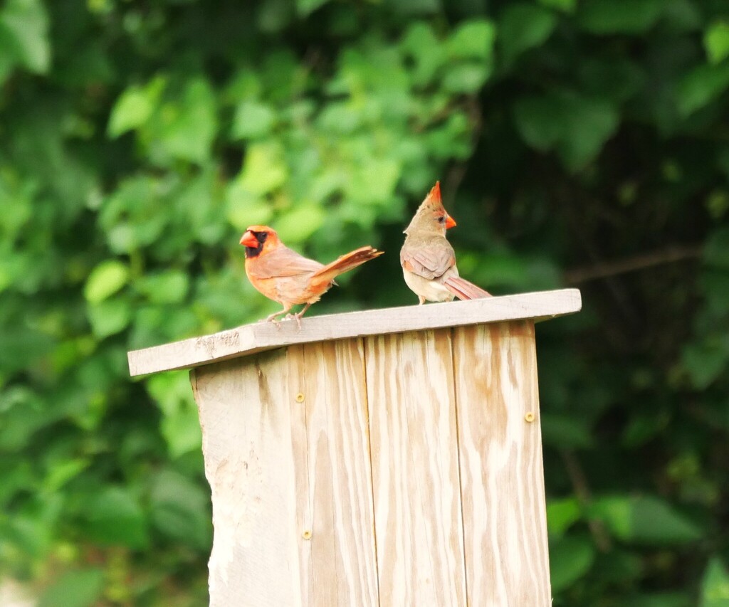 Northern Cardinal from Richardson, TX, USA on May 19, 2025 at 08:25 AM ...
