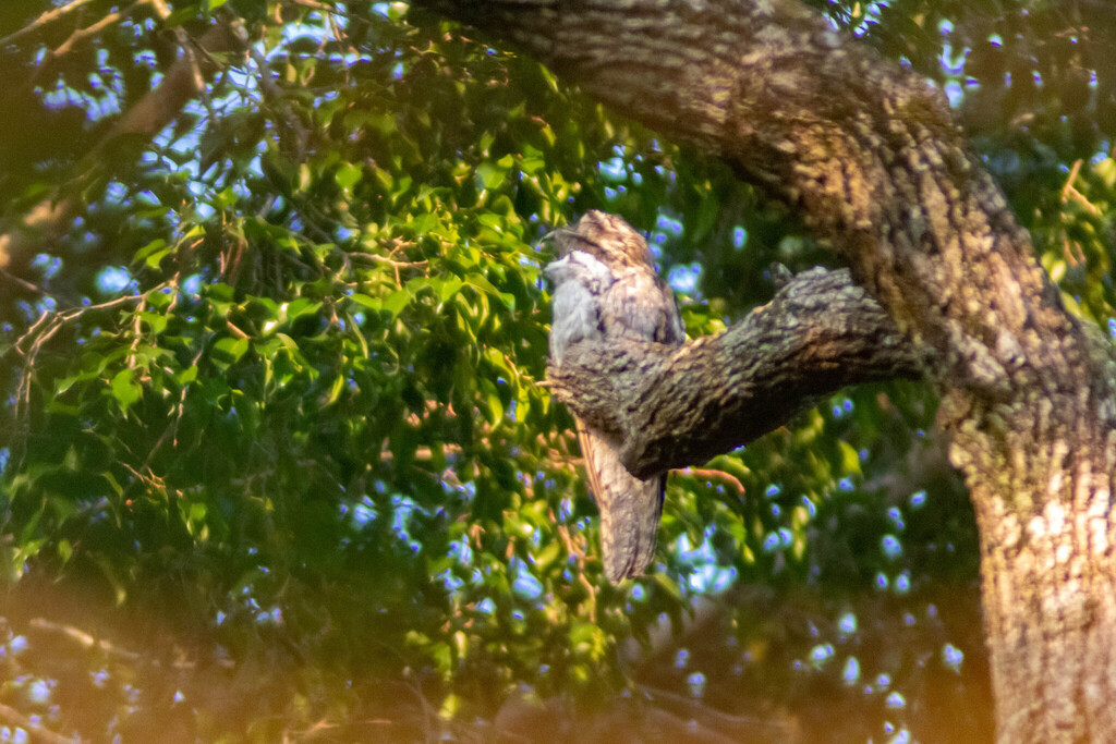 Northern Potoo from El Bosque de la Lomita, 29960 Palenque, Chis ...