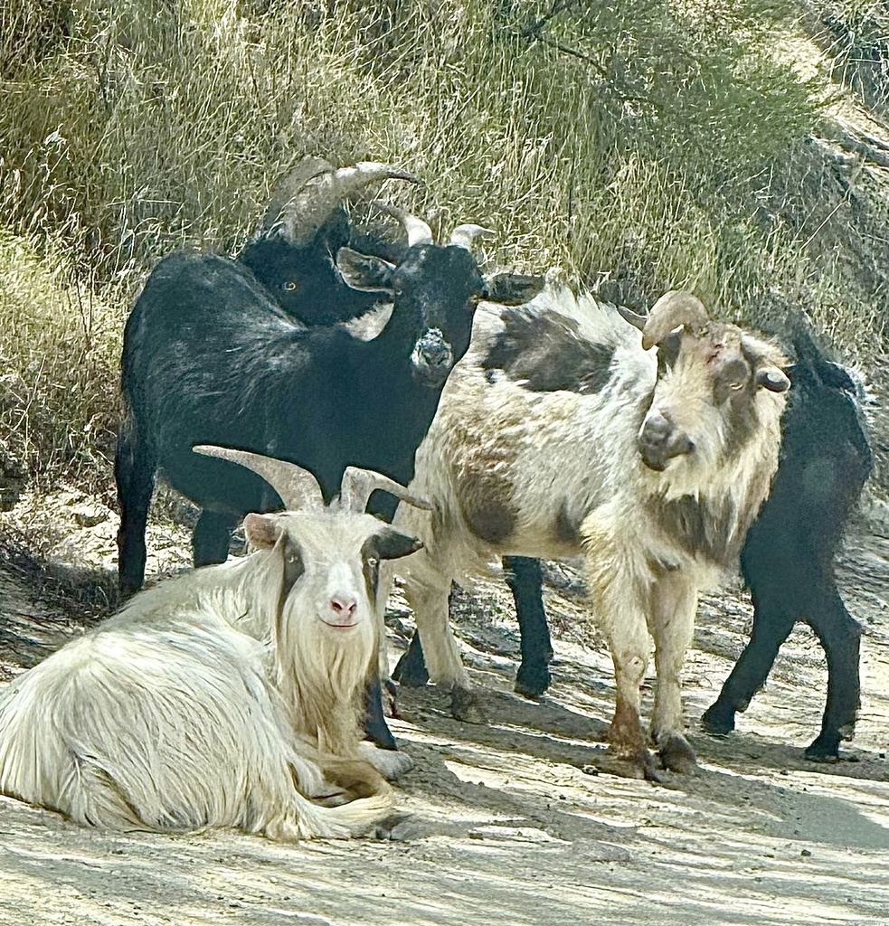 Domestic Goat from Santa Rosa and San Jacinto Mountains National ...