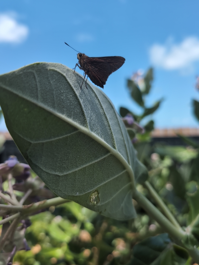 Monk Skipper from Key West on May 19, 2025 at 11:52 AM by Valentina ...