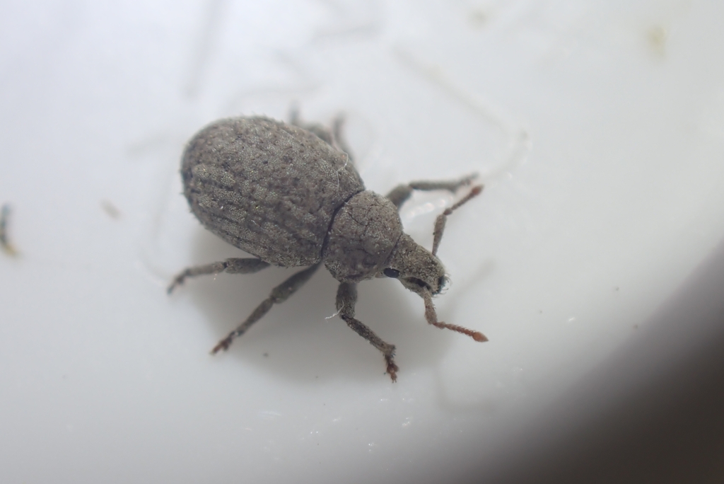 Crusted root weevil from Geneston, France on May 19, 2025 by Evan ...
