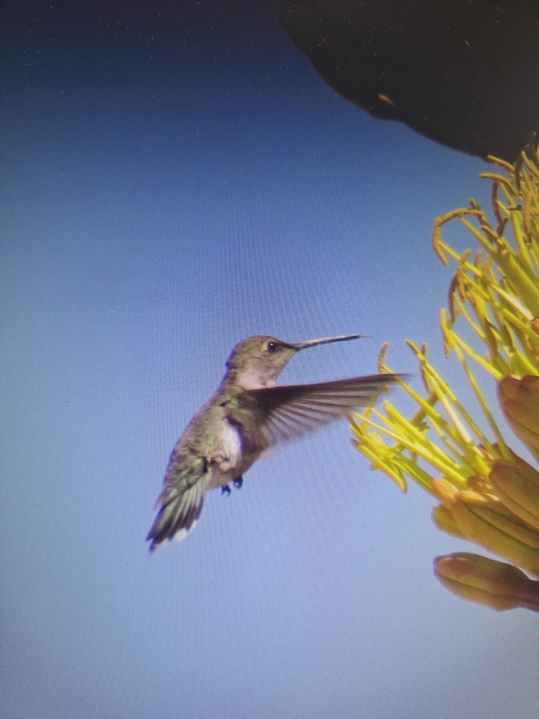 Broad-tailed Hummingbird from Pavis Borunda, 31456 Chihuahua, Chih ...