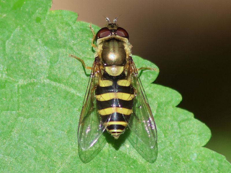 Common Flower Flies from Cunningham Park, Queens, NY, USA on May 19 ...