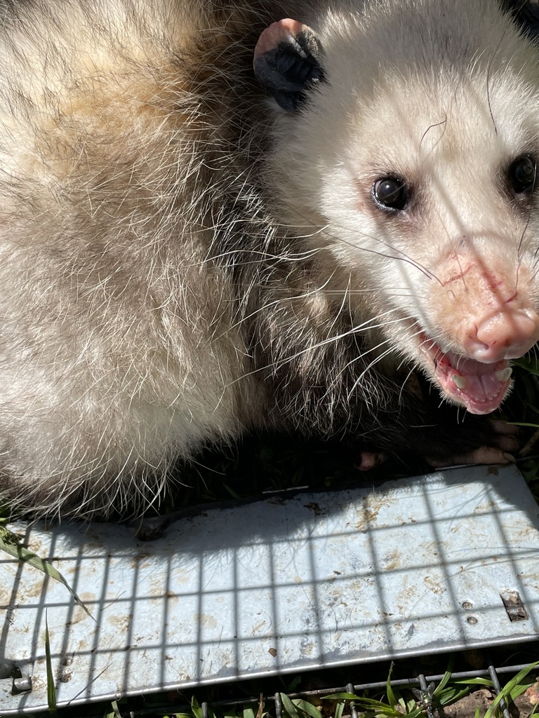Virginia Opossum from Blue Grass, Blue Grass, VA, US on May 19, 2025 at ...