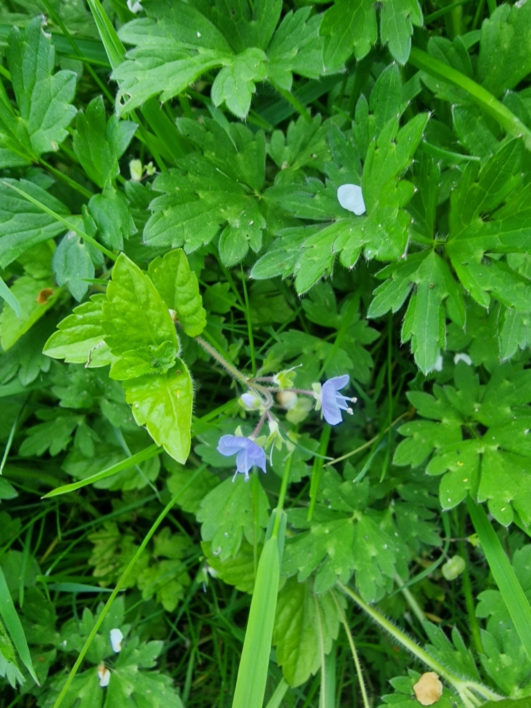 Wood Speedwell from Newtimber Holt, West Sussex on May 19, 2025 at 05: ...