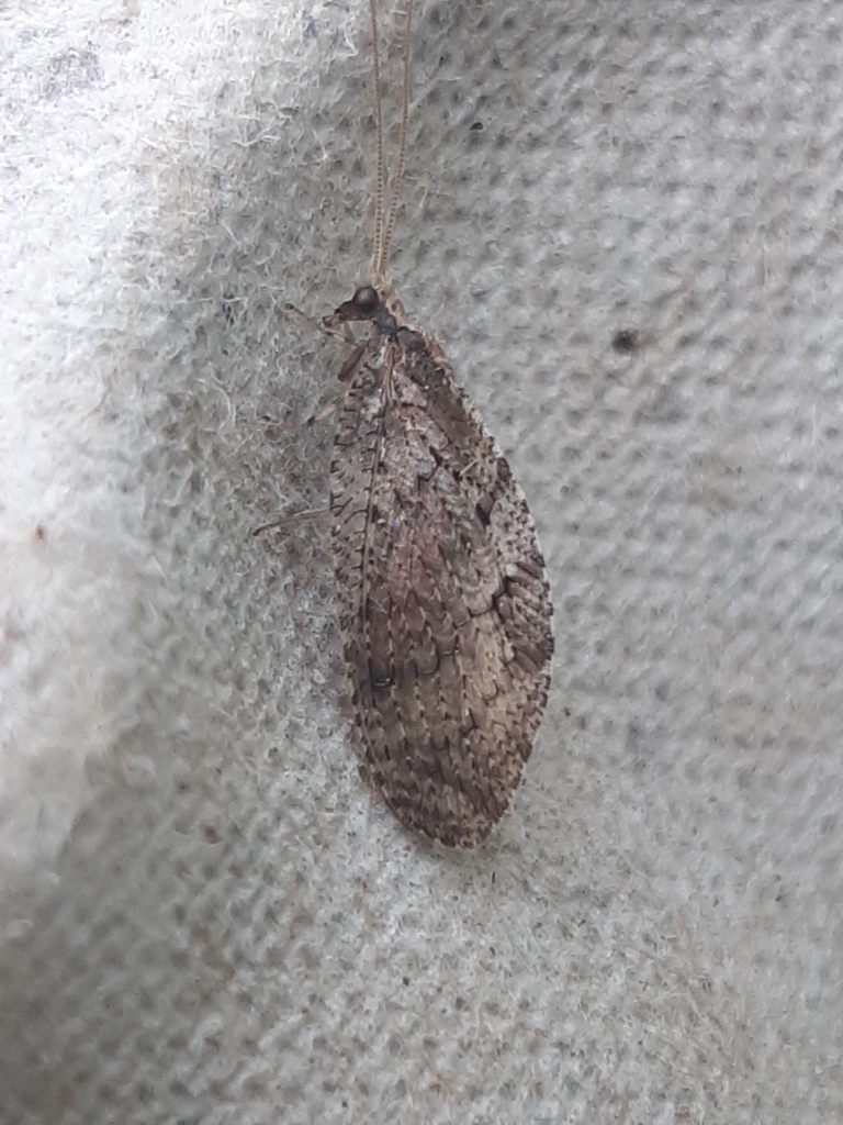 Lacewings and Allies from Fermain Road, Southbound, Guernsey GY1 ...