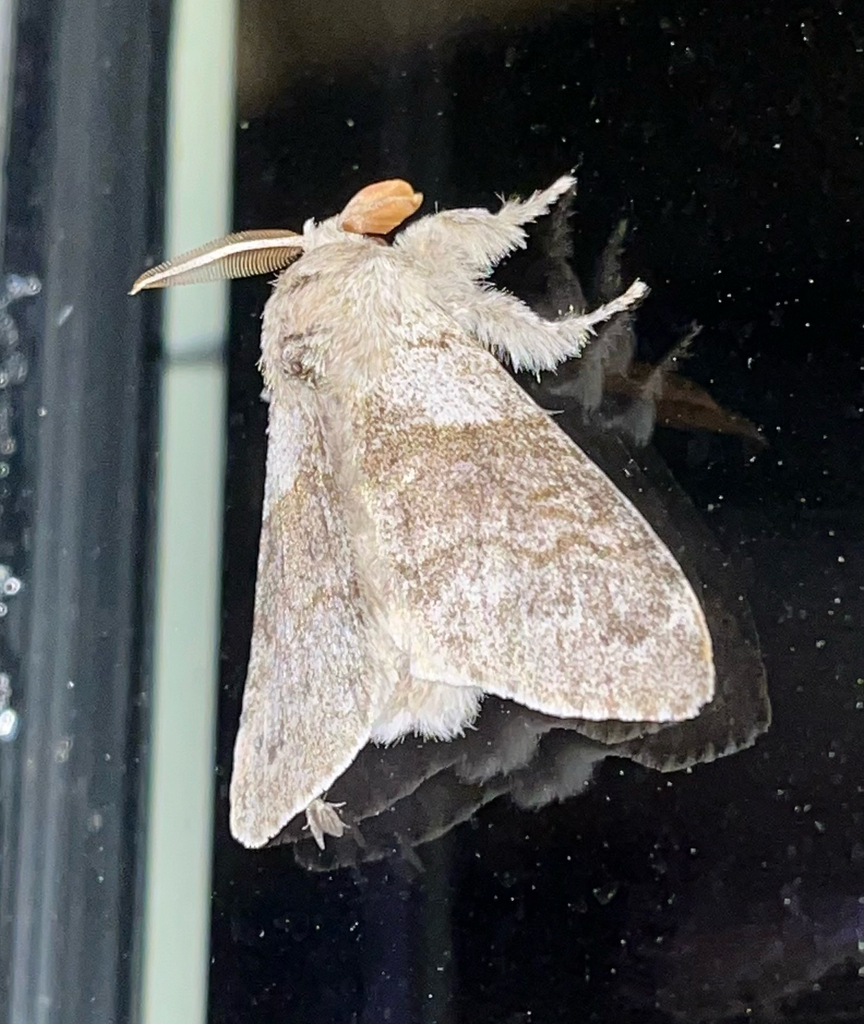 Pale Tussock Moth from Furenstrasse, Uetikon am See, ZH, CH on May 18 ...