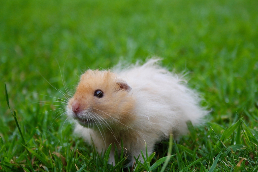 Golden Hamster (Mesocricetus auratus) - Know Your Mammals