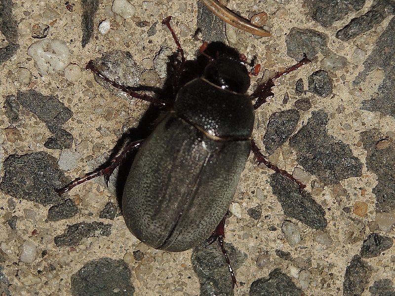 June Beetles from Ward Pound Ridge - Trailside, Westchester County, NY ...