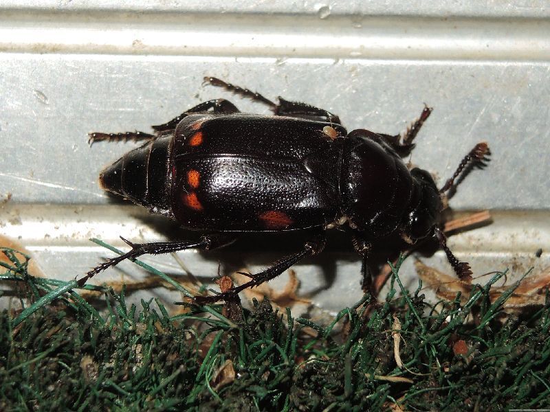 Pustulated Carrion Beetle from Ward Pound Ridge - Trailside ...