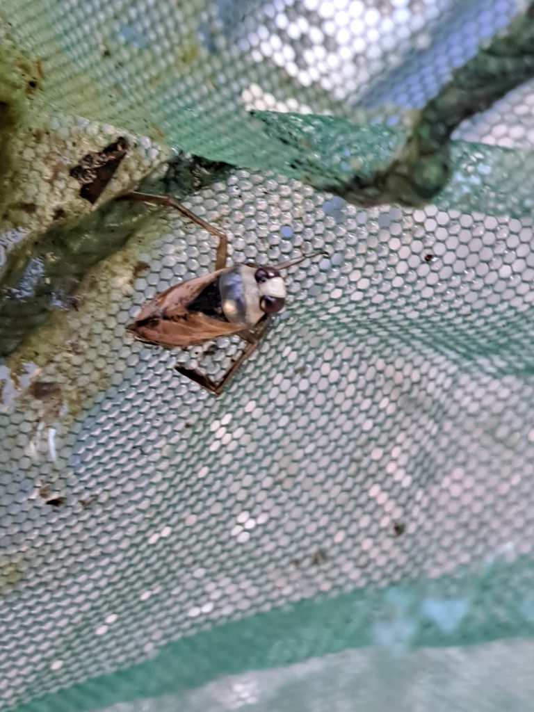 Eurasian Greater Water Boatman from 8051 HZ Hattem, Nederland on May 15 ...