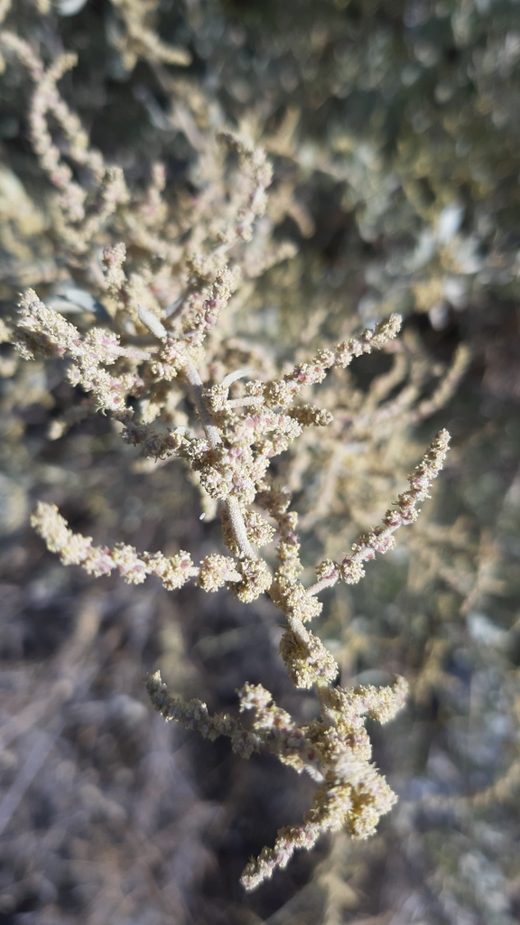 Mediterranean Saltbush (Atriplex halimus) - Botanical Realm