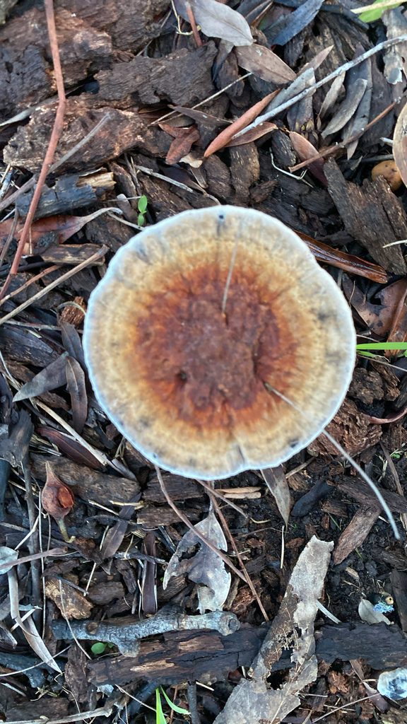 red-staining stalked polypore from Namba Rd, Duffys Forest, NSW, AU on ...
