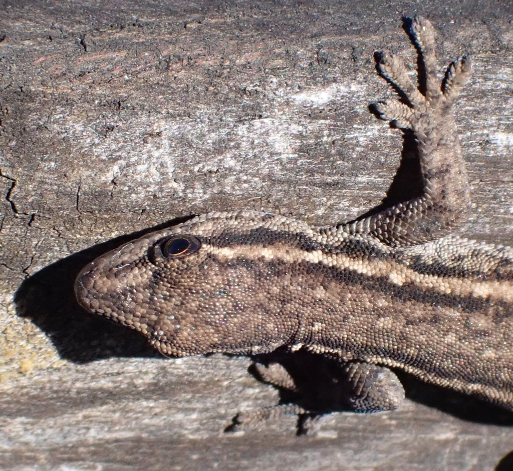 Common Dwarf Gecko from Bayview Hospital, Da Nova, Mossel Bay, 6506 ...