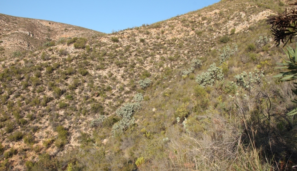 Wagon Tree from Kouga Wildernis on August 25, 2019 at 08:14 AM by ...
