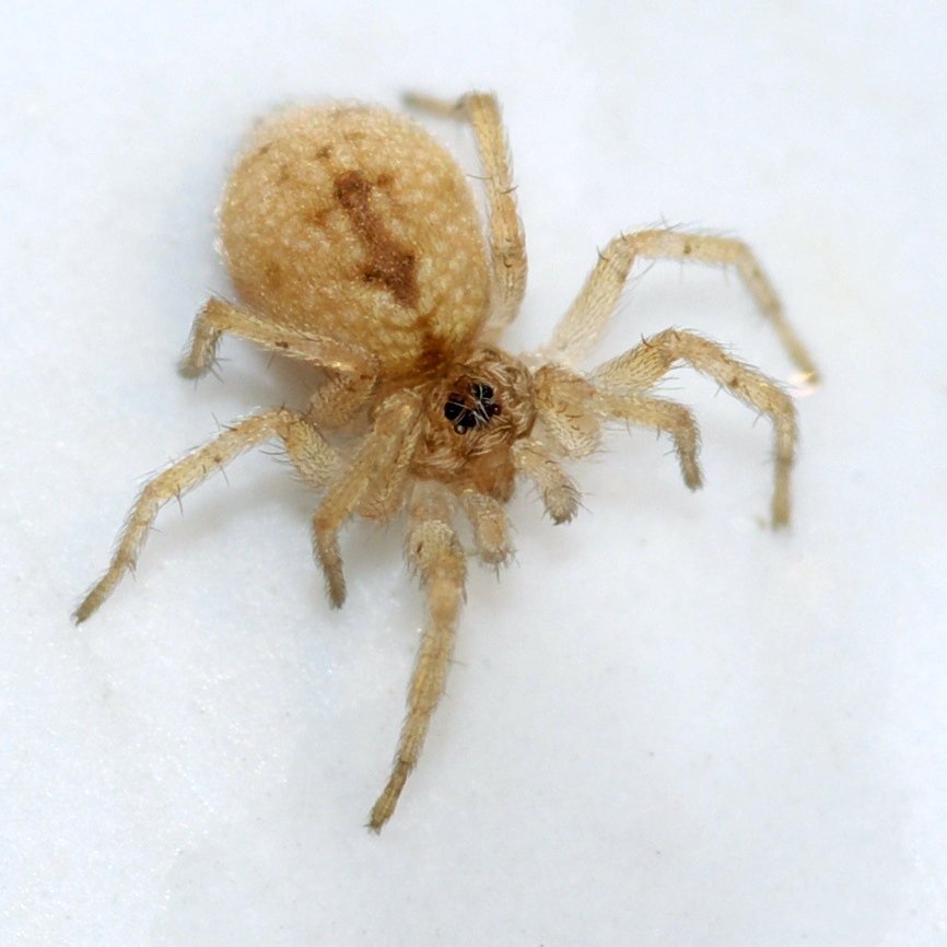 Oecobiidae (臺灣常見蜘蛛的科) · iNaturalist