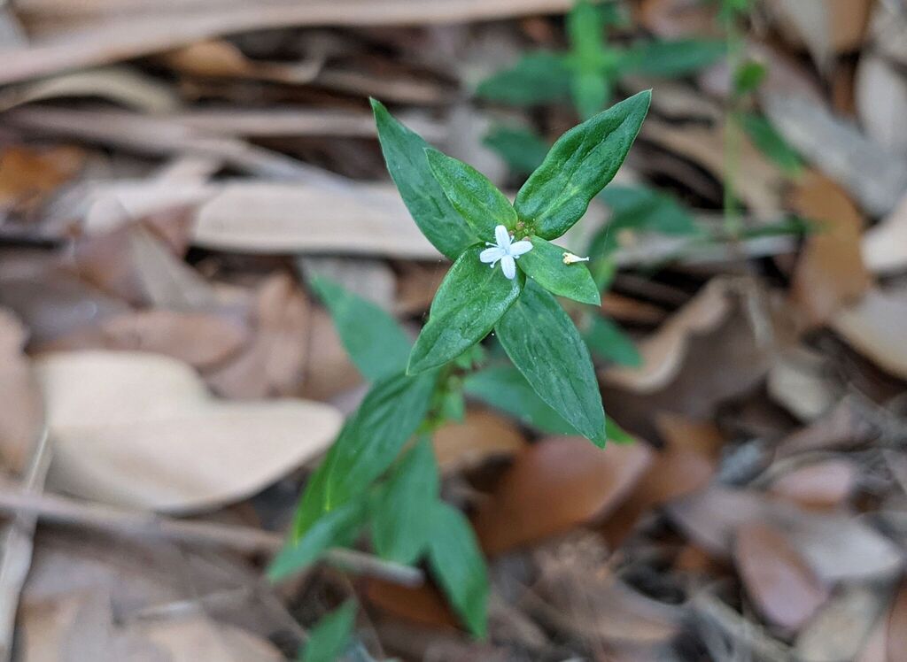 Woodland false buttonweed from Hardee County, FL, USA on May 15, 2025 ...