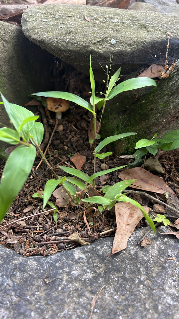 variable witchgrass from Maddox Dr NE, Atlanta, GA, US on May 19, 2025 ...