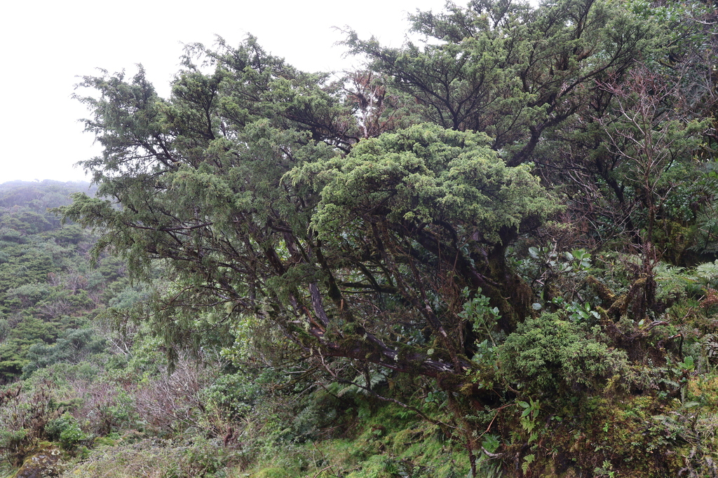 Azores juniper from Praia da Vitória, Portugal on April 12, 2025 at 03: ...
