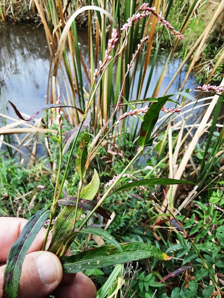slender knotweed from Nowra - Bomaderry NSW, Australia on May 11, 2025 ...