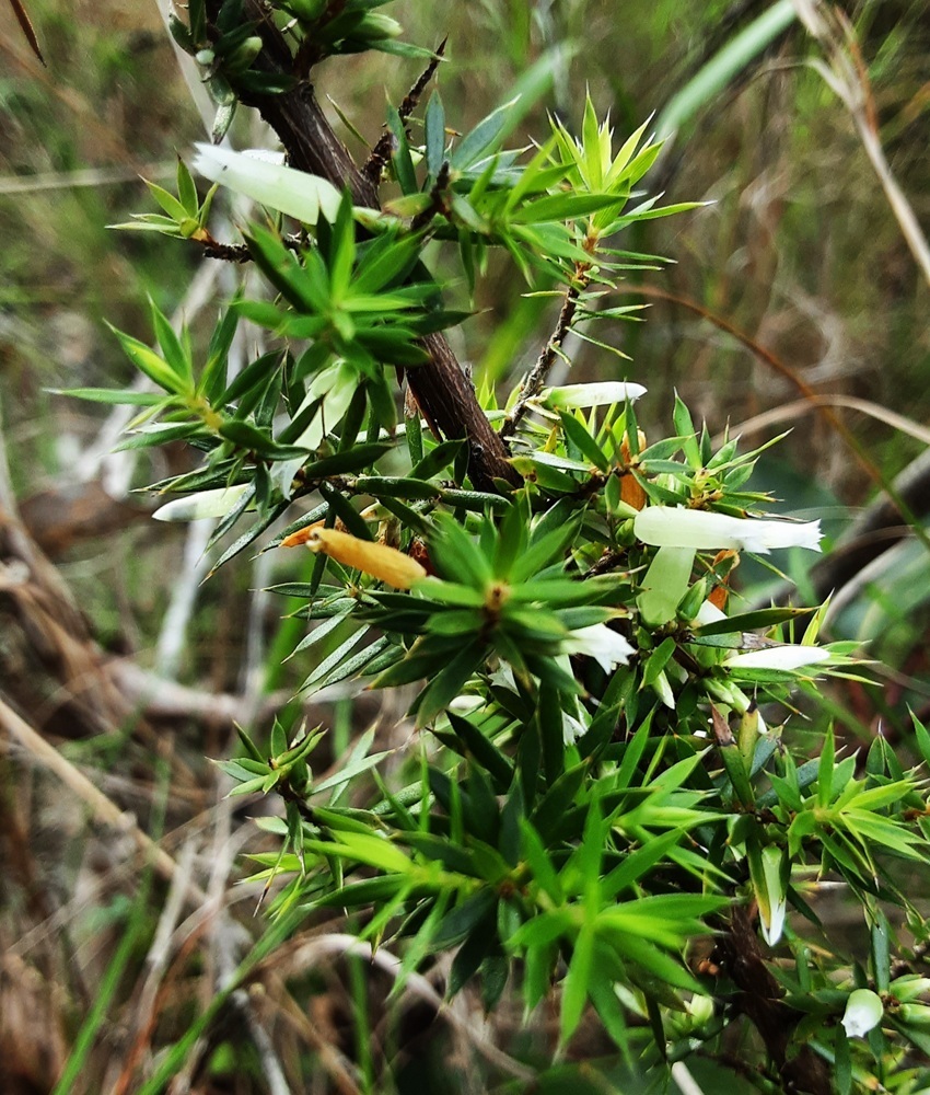 Prickly Beard-heath from Nowra - Bomaderry NSW, Australia on May 11 ...