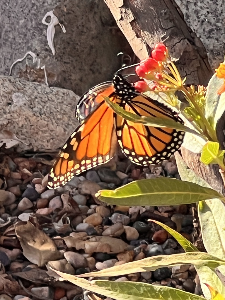 Monarch in May 2025 by peppersghost · iNaturalist
