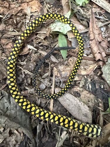 Mambas (Dendroaspis) - Snakes and Lizards