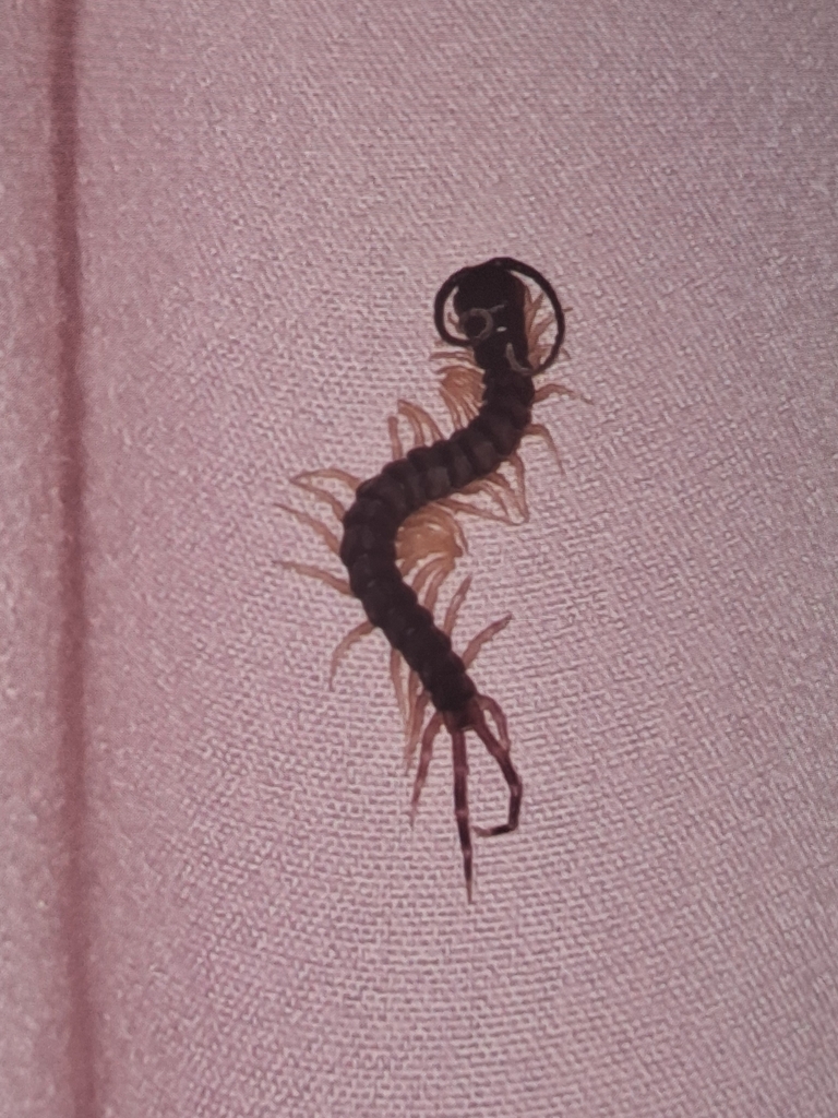 Amazonian Giant Centipede from X253+XM, 6312, Nueva Esparta, Venezuela ...