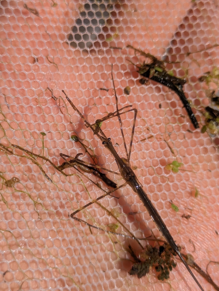 Ranatra from Rolon, 030503, Paraguay on May 19, 2025 at 10:21 AM by ...