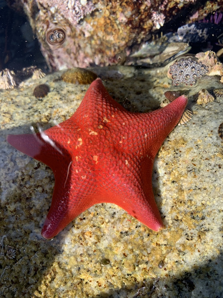 Bat Star from North Pacific Ocean, Pacific Grove, CA, US on May 18 ...